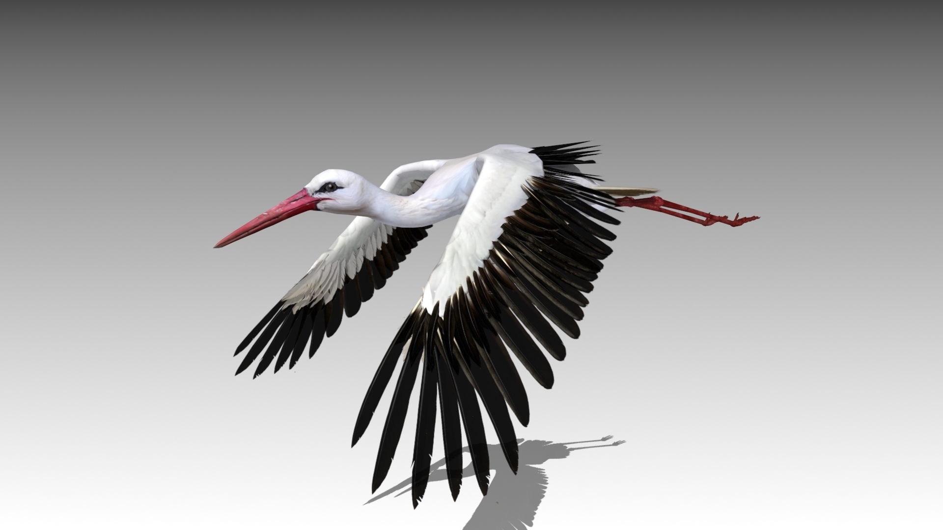 White stork 3D model - TurboSquid 1463861