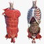 Anatomia completa do tronco masculino Modelo 3D - TurboSquid 1464112