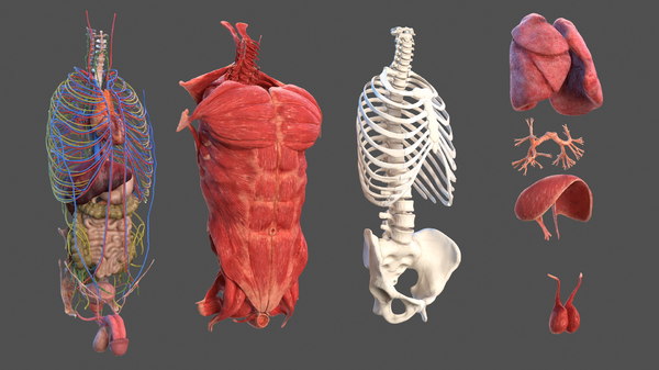 modelo 3d Torso masculino anatomía completa - TurboSquid 1464112