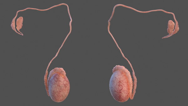 3D male testes anatomy - TurboSquid 1464076