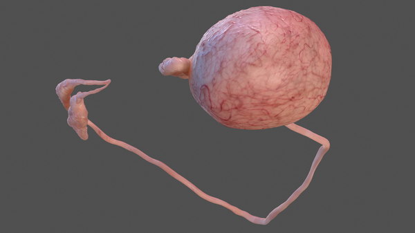 3D male testes anatomy - TurboSquid 1464076