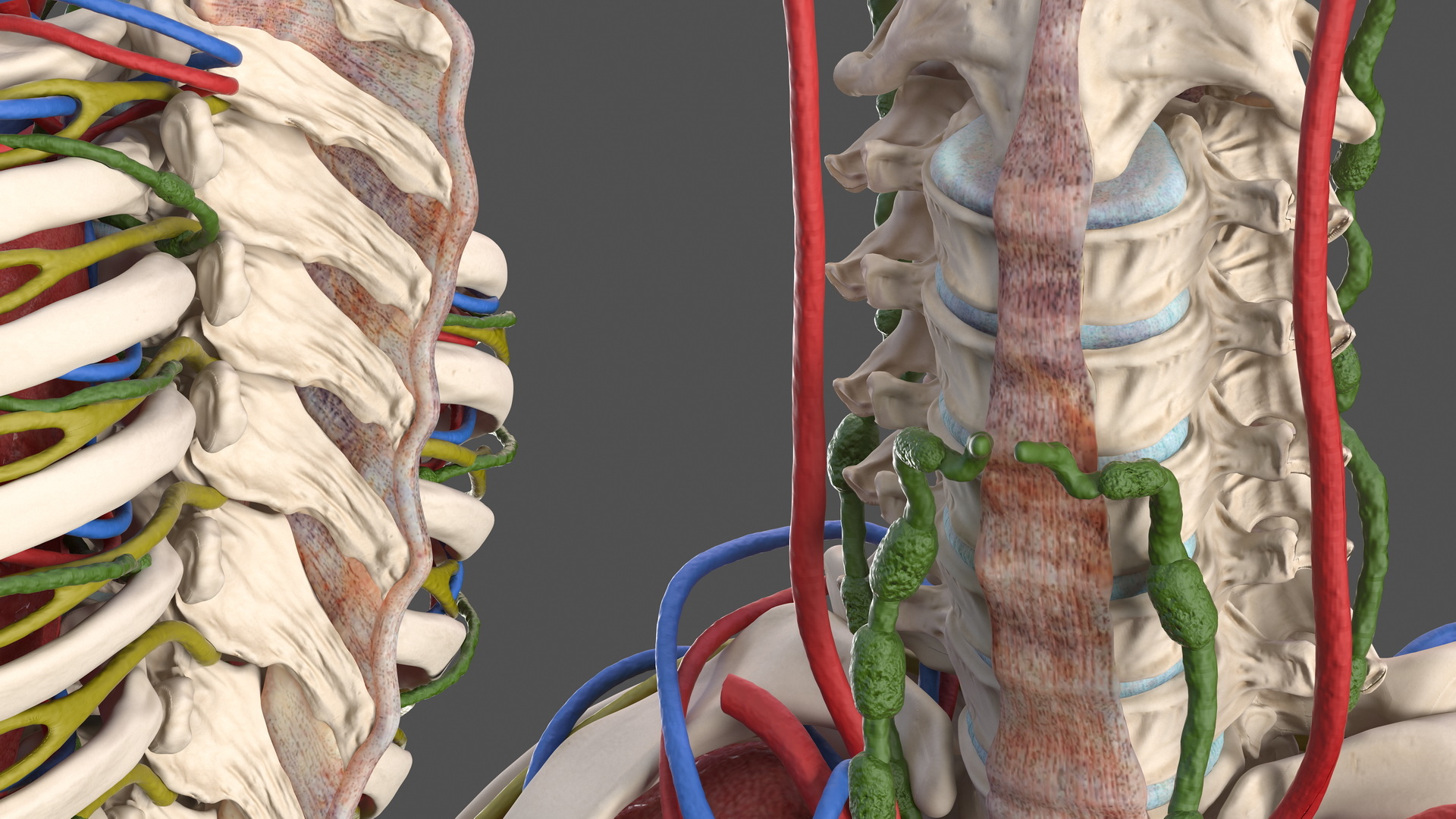 Anatomia do tronco masculino e órgãos internos Modelo 3D - TurboSquid ...