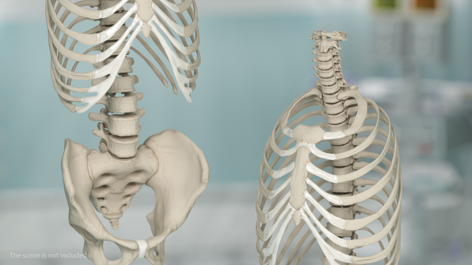 Anatomia do tronco masculino e órgãos internos Modelo 3D - TurboSquid ...