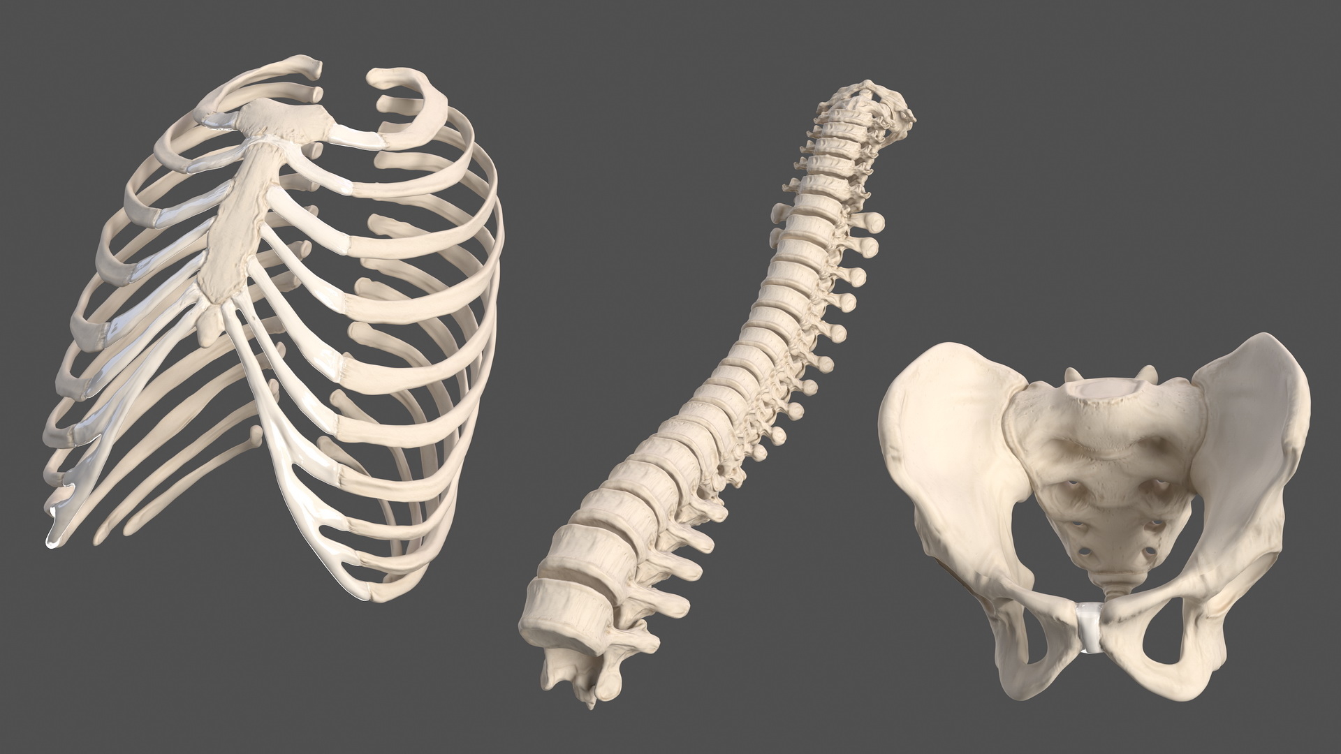 Anatomia do tronco masculino e órgãos internos Modelo 3D - TurboSquid ...