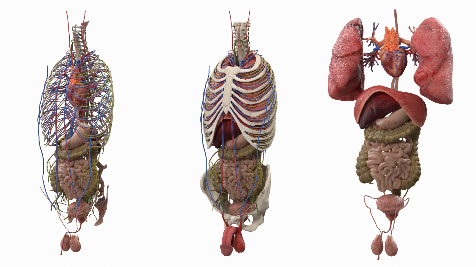 3D male torso internal organs - TurboSquid 1464099