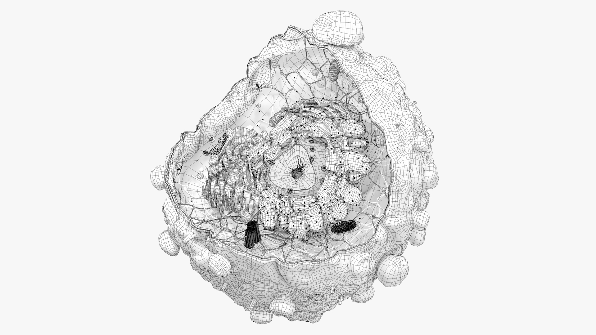 3D cancer cell nucleus model - TurboSquid 1464153