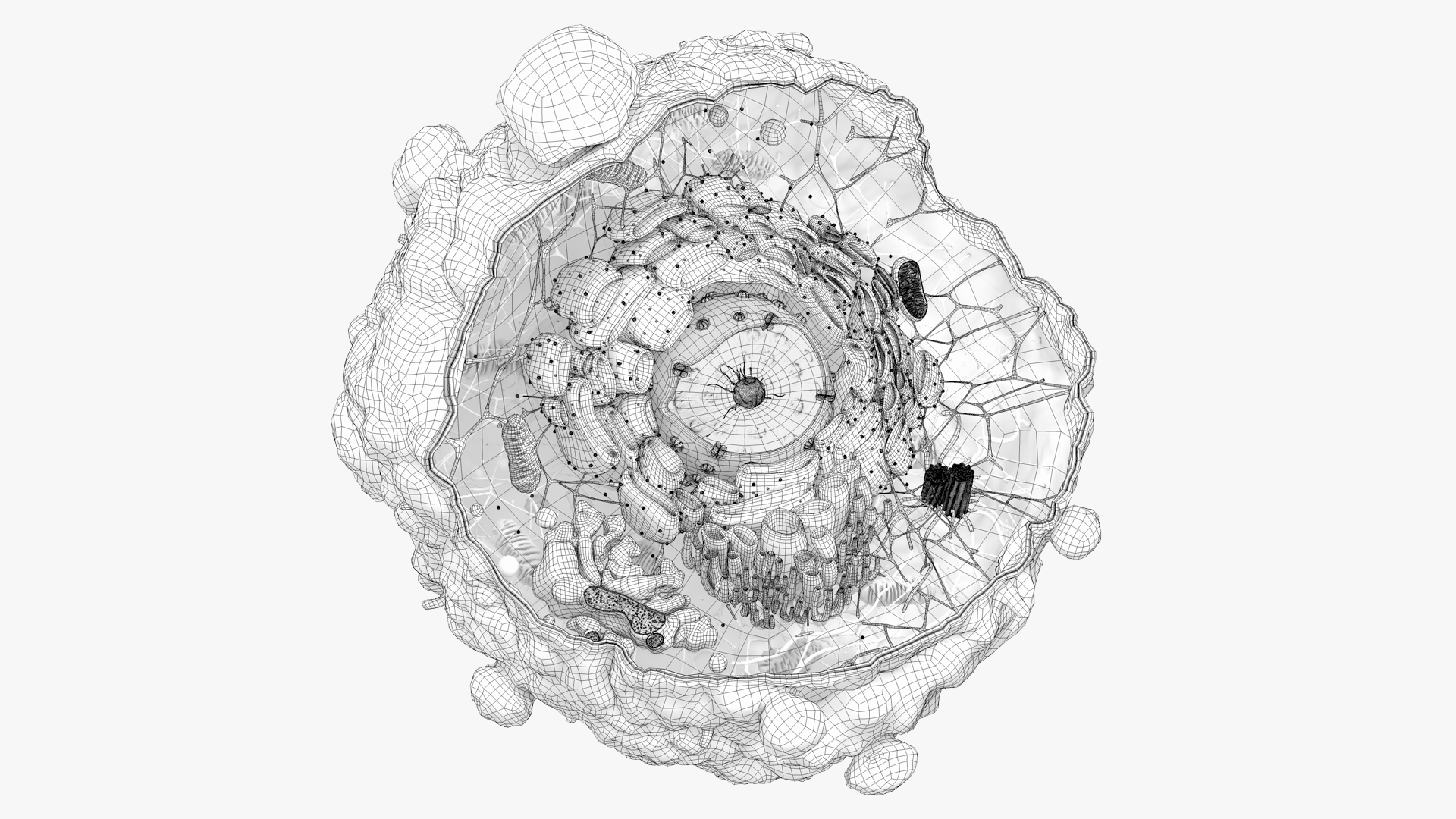 3D cancer cell nucleus model - TurboSquid 1464153