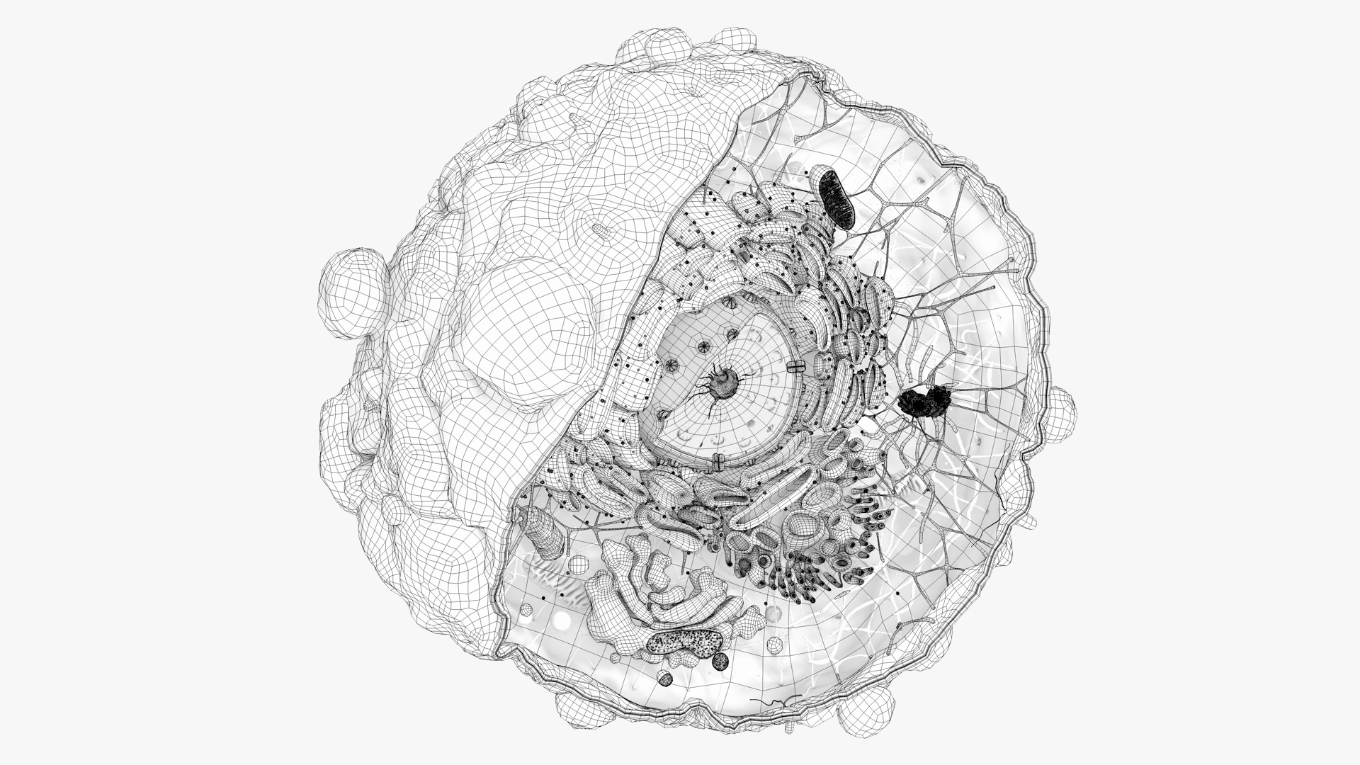 3D cancer cell nucleus model - TurboSquid 1464153