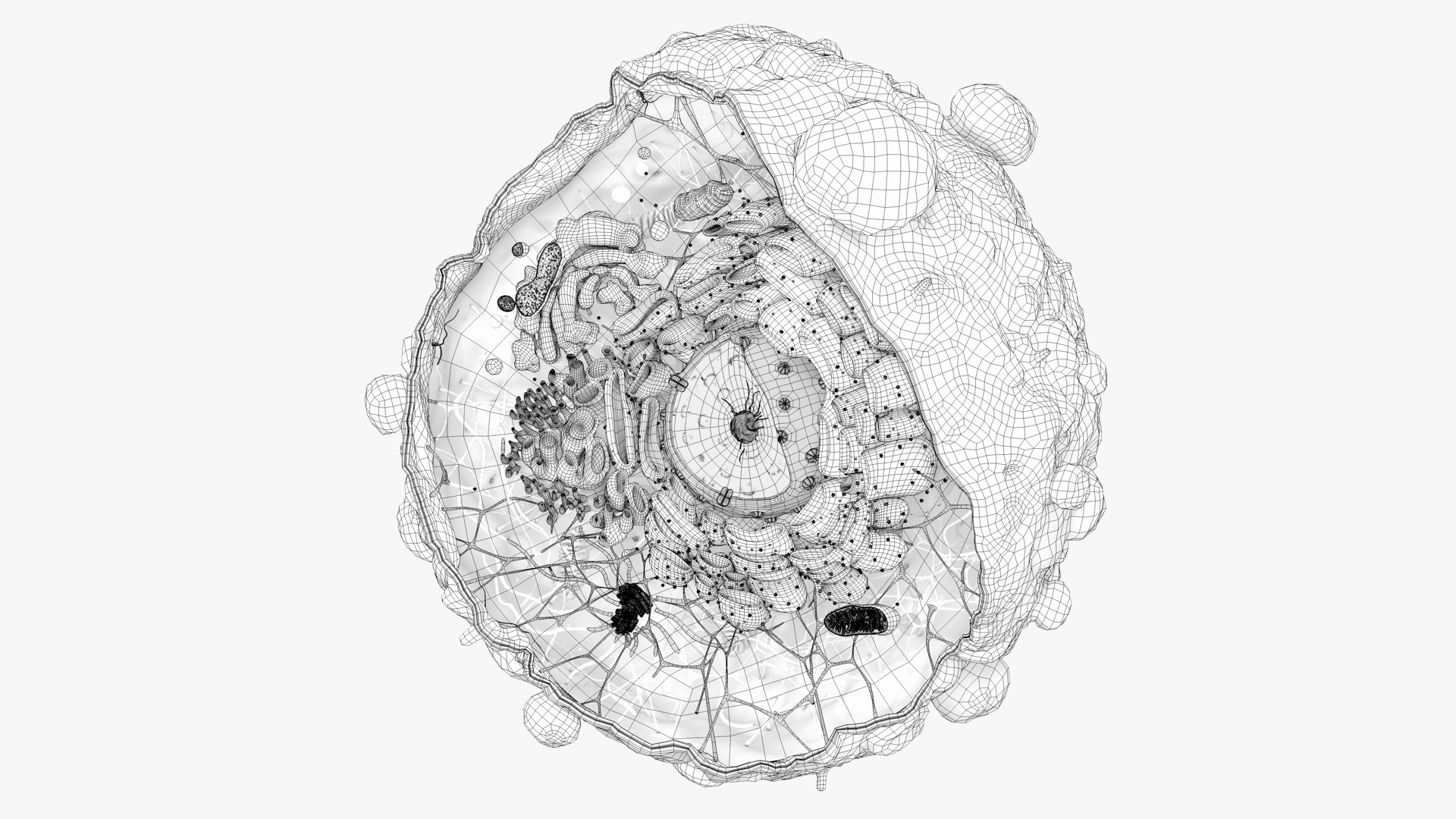 3D cancer cell nucleus model - TurboSquid 1464153