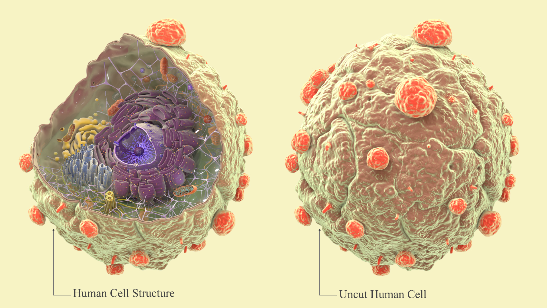 3D cancer cell nucleus model - TurboSquid 1464153