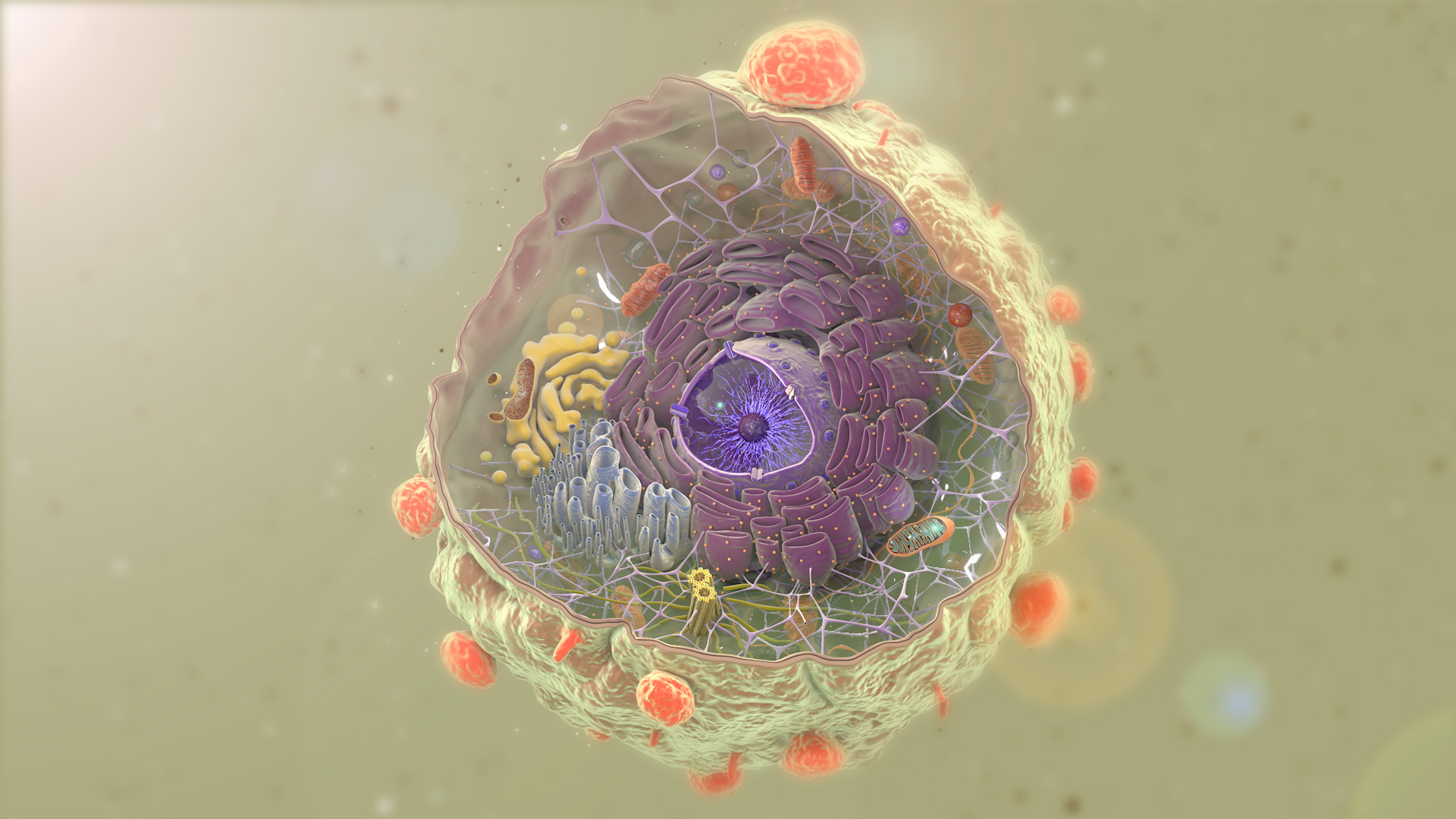 3D cancer cell nucleus model - TurboSquid 1464153