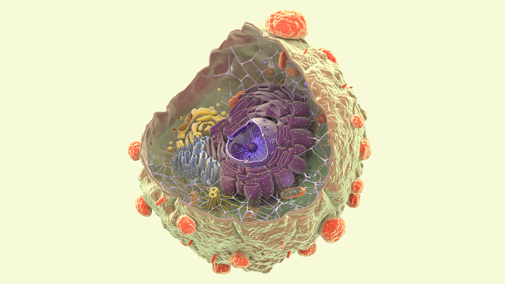 3d Cancer Cell Nucleus Model Turbosquid 1464153