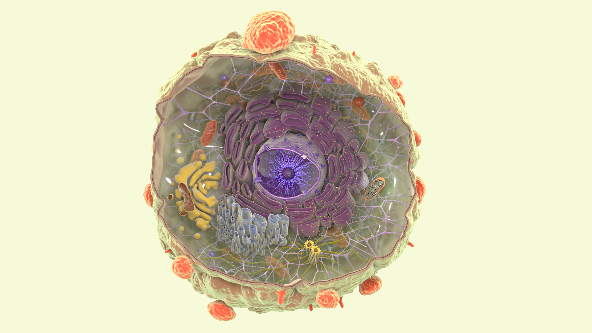 3D cancer cell nucleus model - TurboSquid 1464153