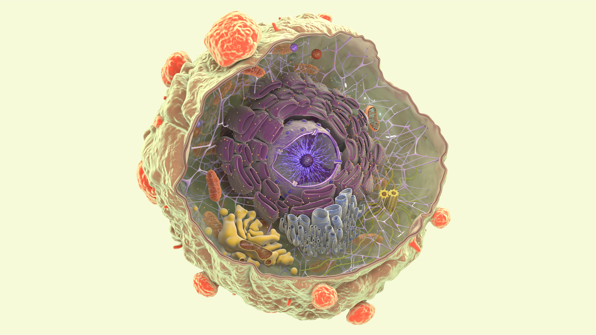 3D cancer cell nucleus model - TurboSquid 1464153
