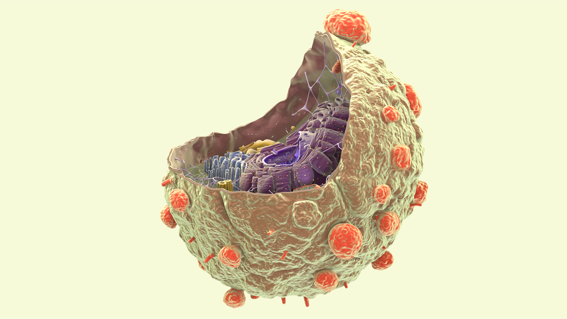 3D cancer cell nucleus model - TurboSquid 1464153