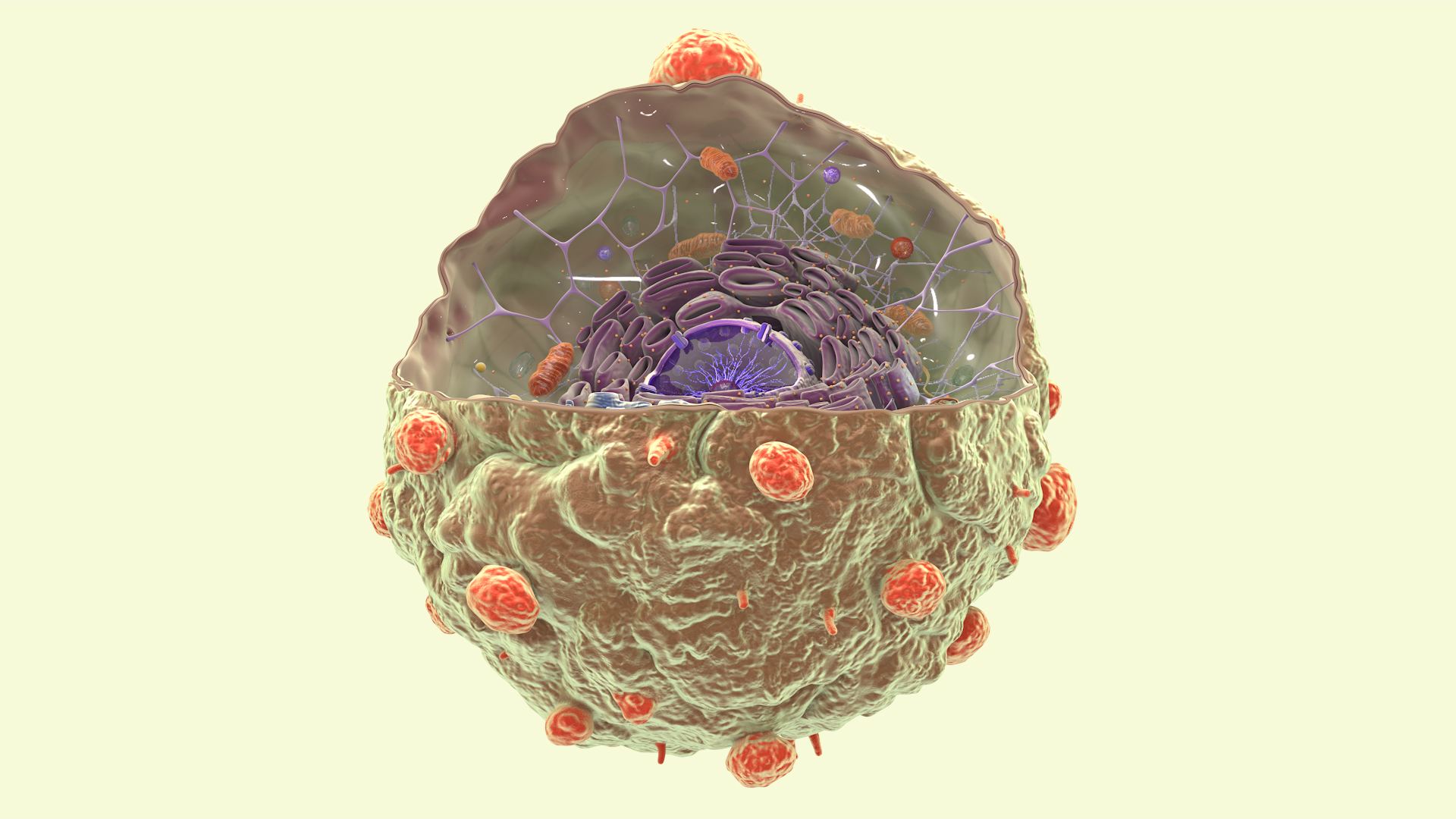 3d Cancer Cell Nucleus Model Turbosquid 1464153