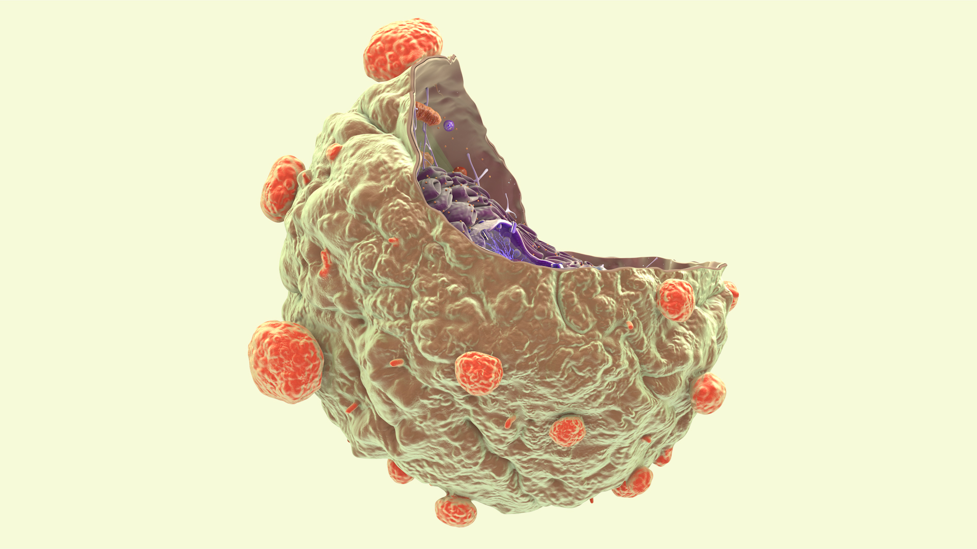 3D cancer cell nucleus model - TurboSquid 1464153
