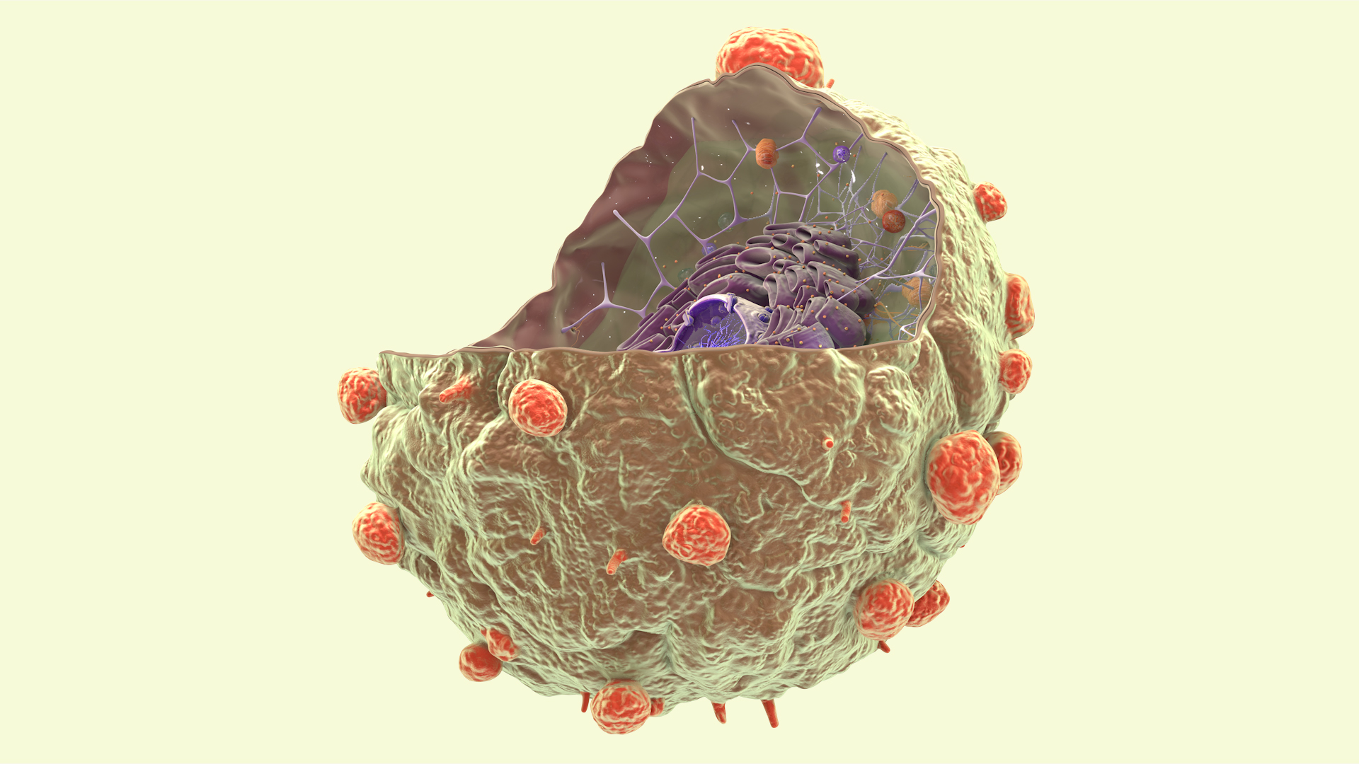3D cancer cell nucleus model - TurboSquid 1464153