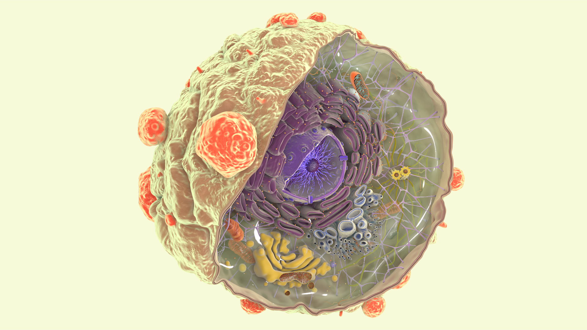 3D cancer cell nucleus model - TurboSquid 1464153