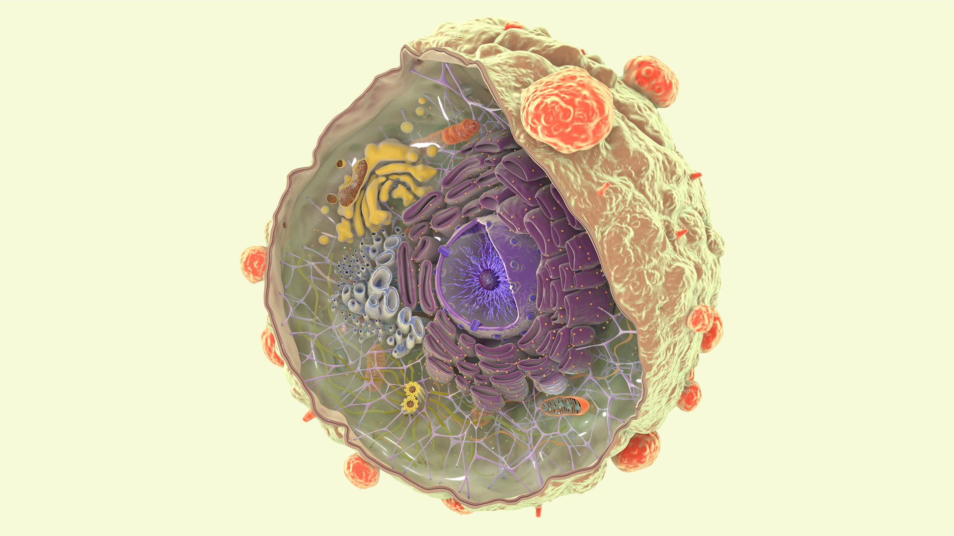 3d Cancer Cell Nucleus Model Turbosquid 1464153