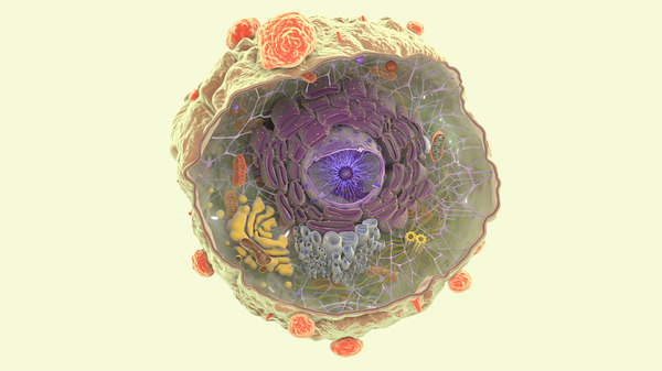 3d Cancer Cell Nucleus Model Turbosquid 1464153