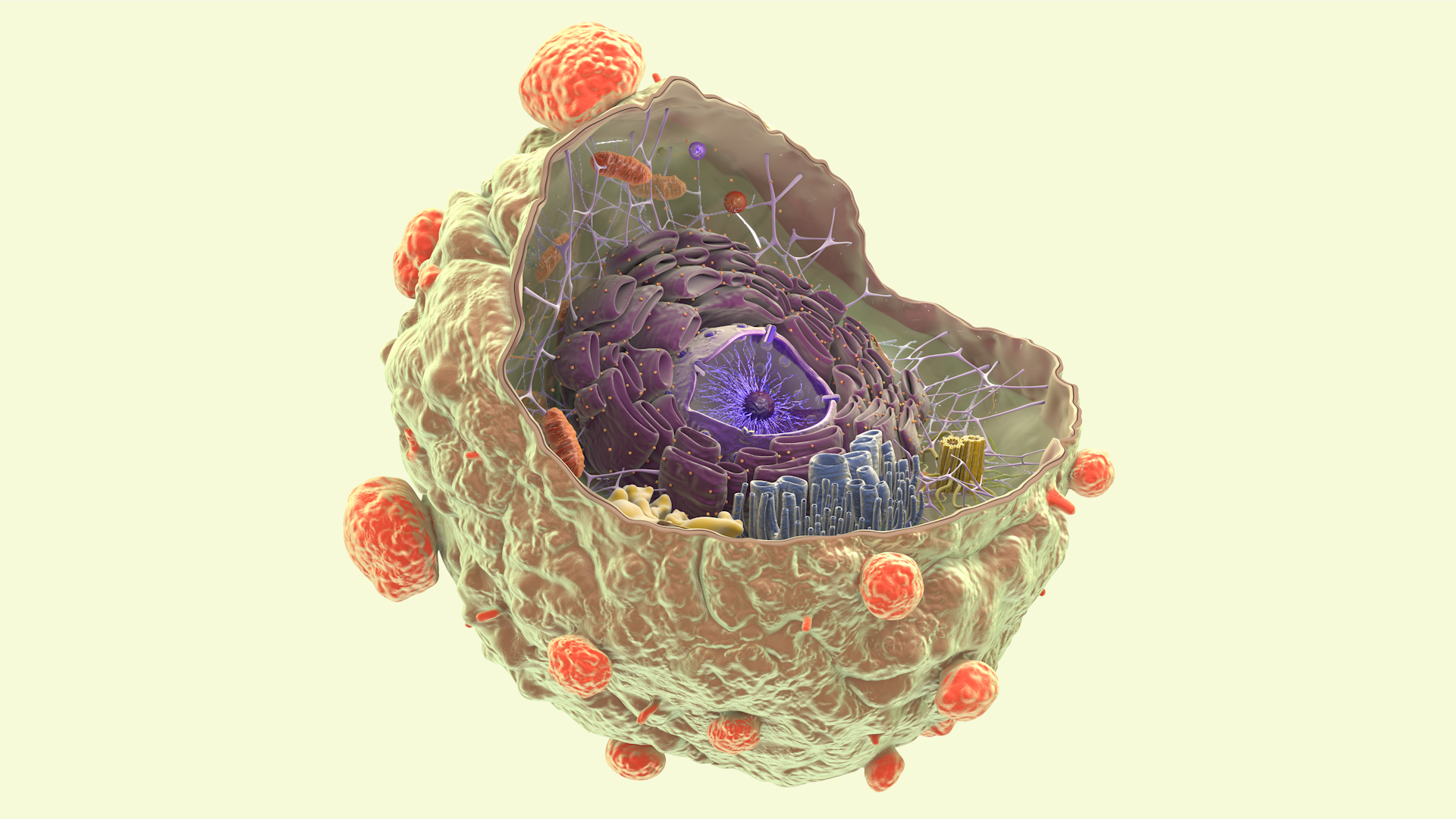 3D cancer cell nucleus model - TurboSquid 1464153