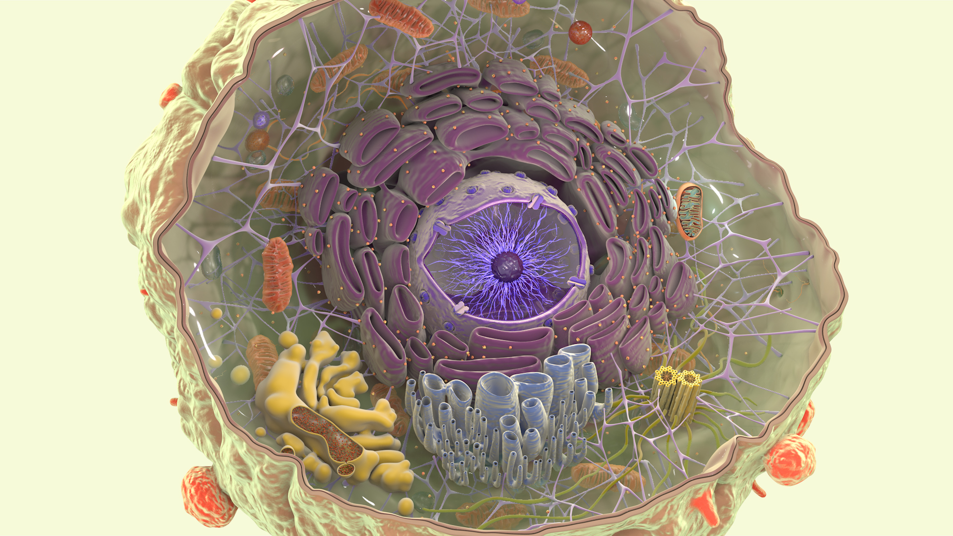 3D cancer cell nucleus model - TurboSquid 1464153