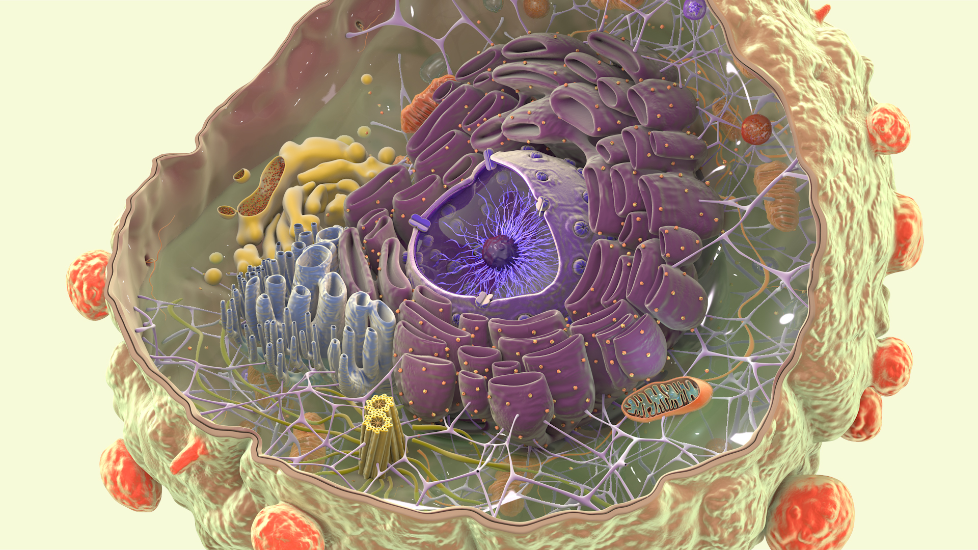 3D cancer cell nucleus model - TurboSquid 1464153
