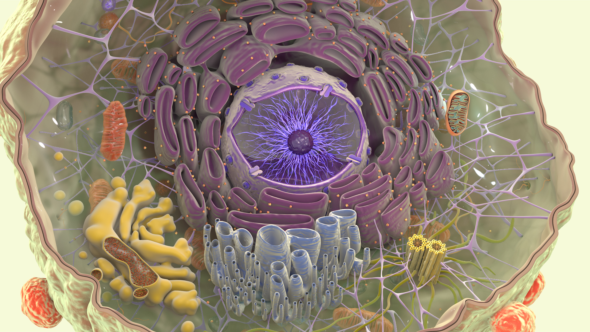 3D cancer cell nucleus model - TurboSquid 1464153