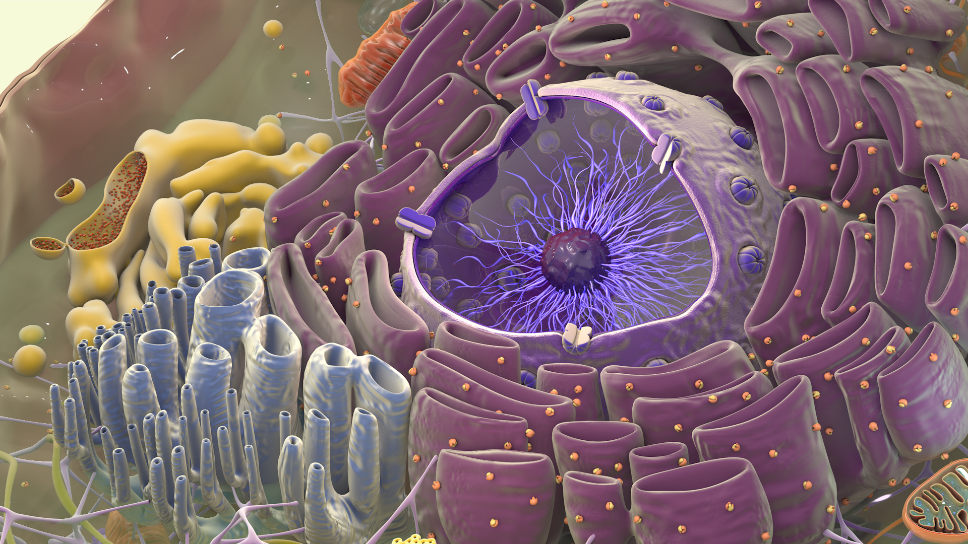 3D cancer cell nucleus model - TurboSquid 1464153