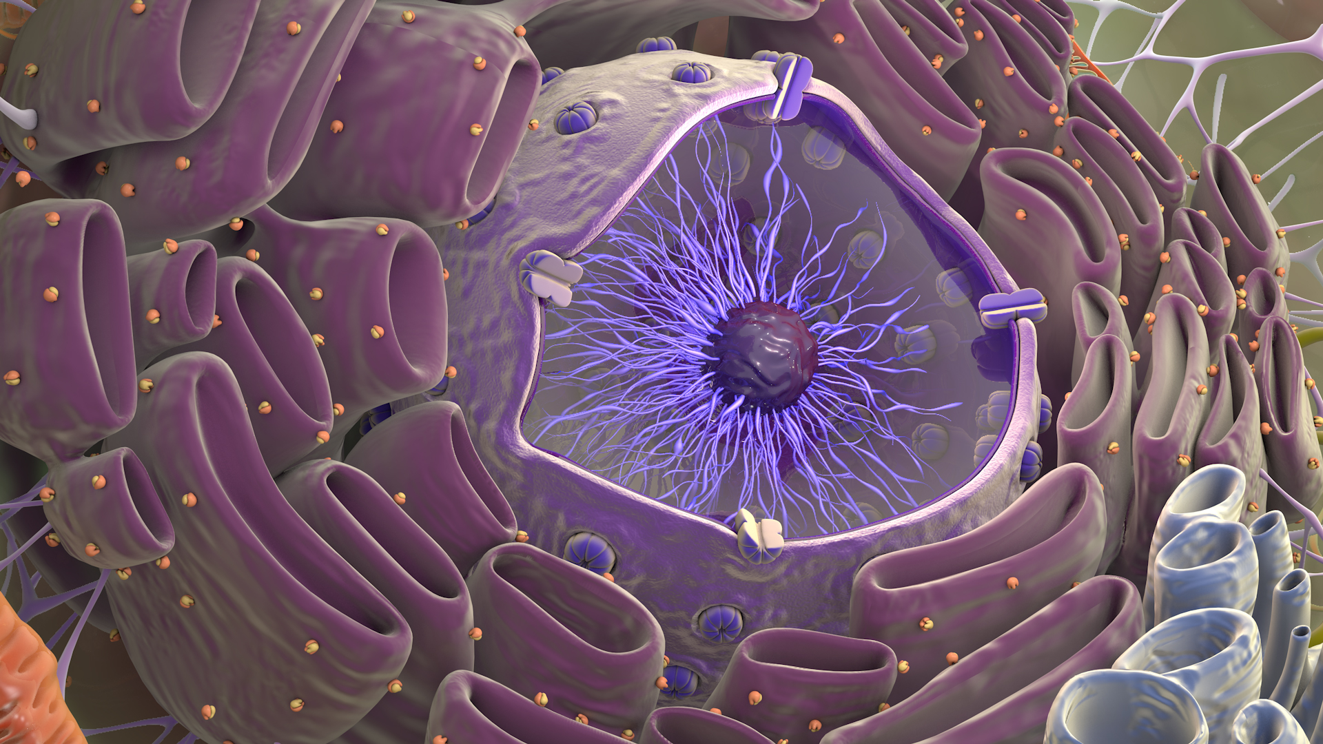3D cancer cell nucleus model - TurboSquid 1464153