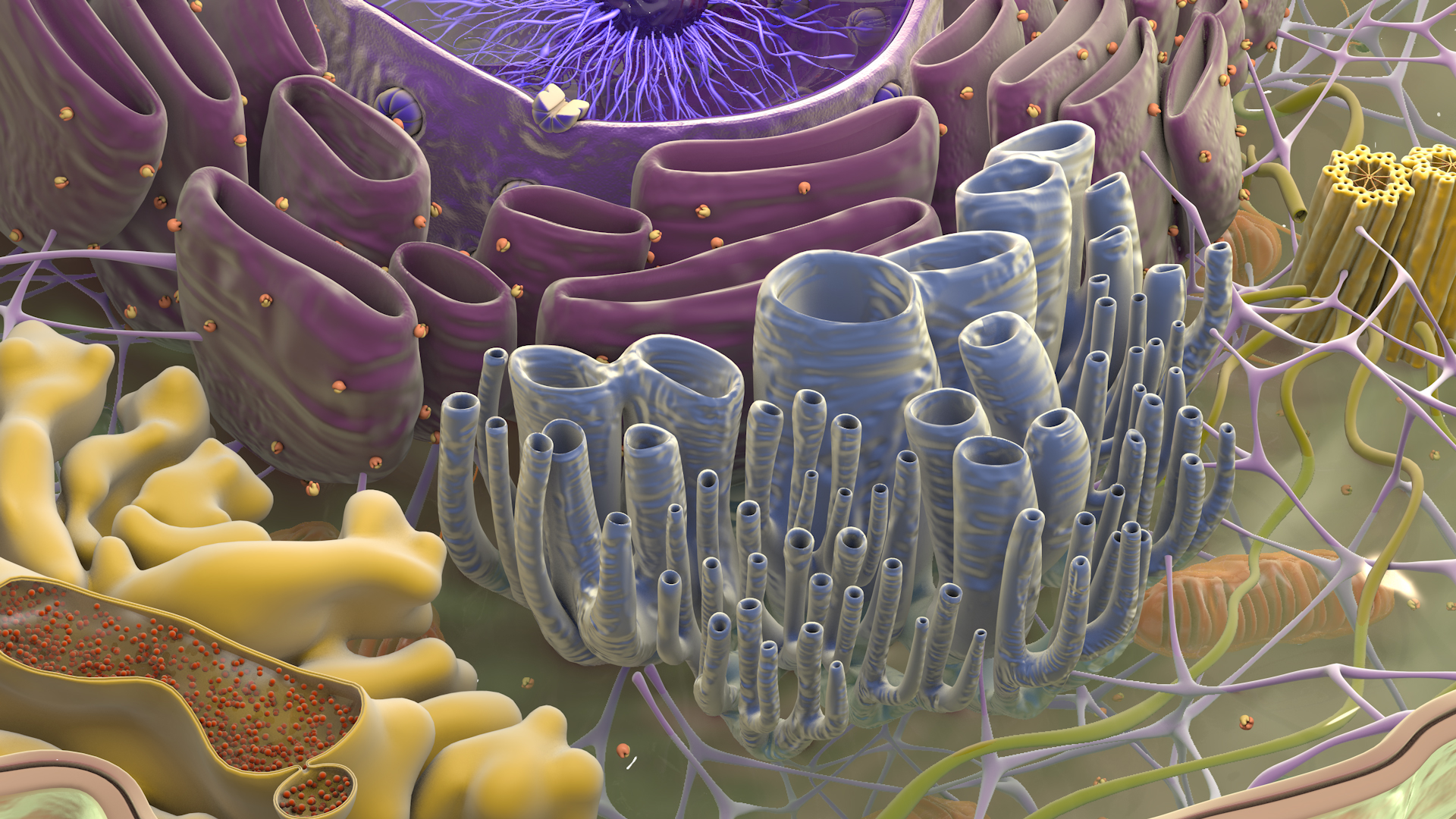 3D cancer cell nucleus model - TurboSquid 1464153