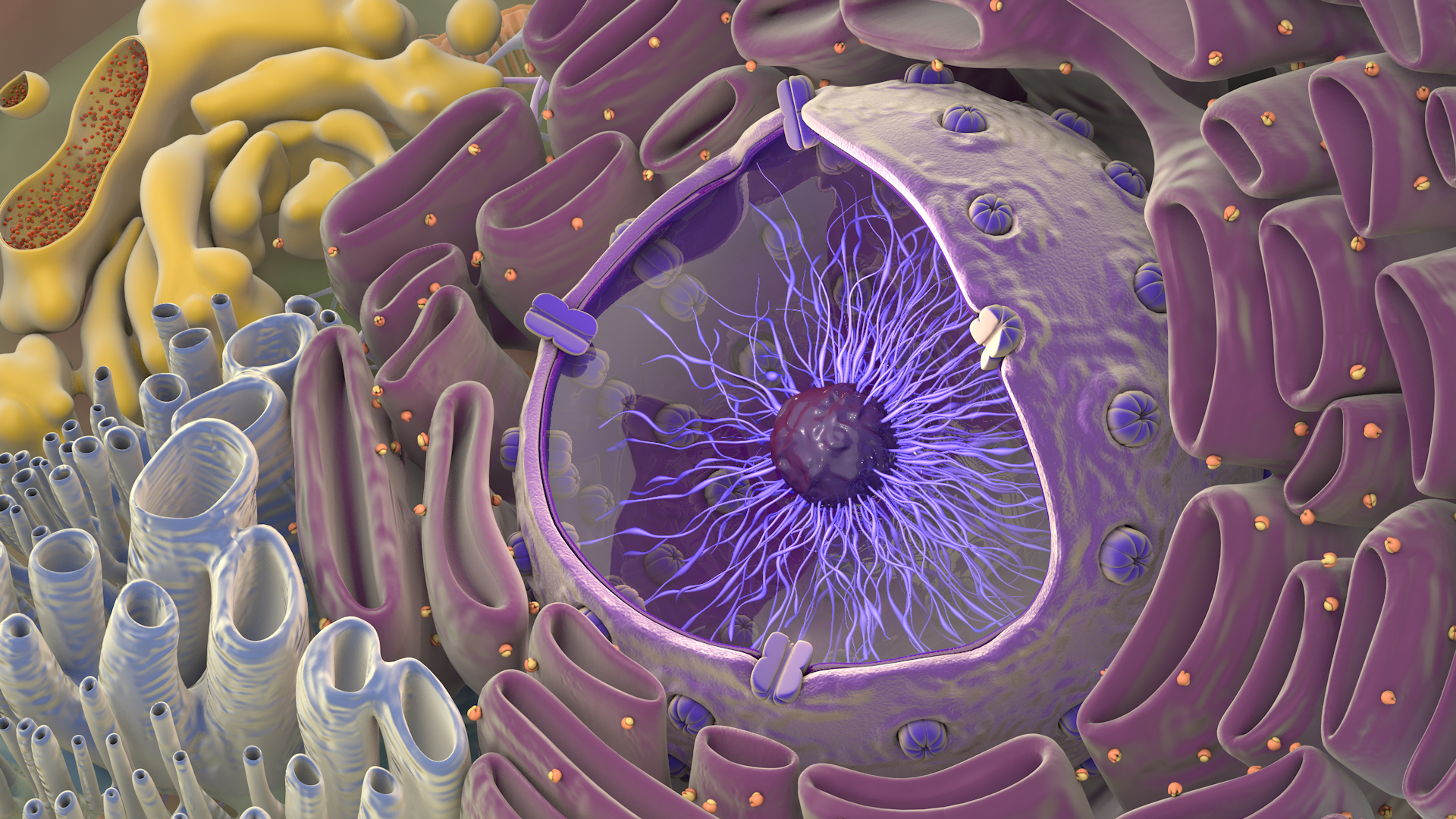 3D cancer cell nucleus model - TurboSquid 1464153