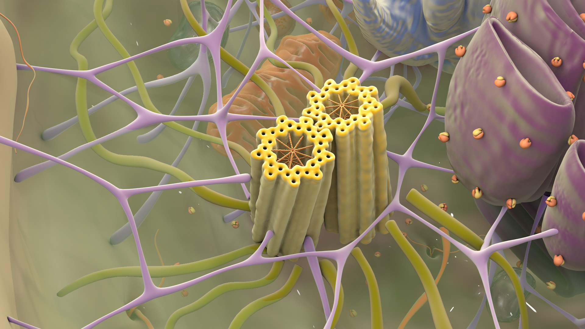 3D cancer cell nucleus model - TurboSquid 1464153