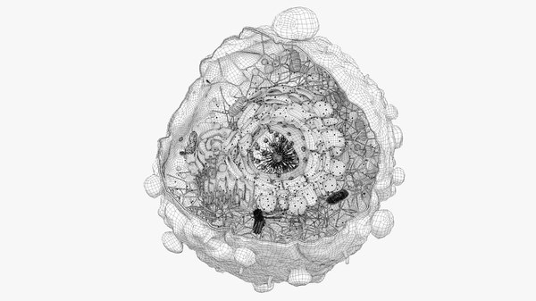 3D cancer cell nucleus model - TurboSquid 1464153
