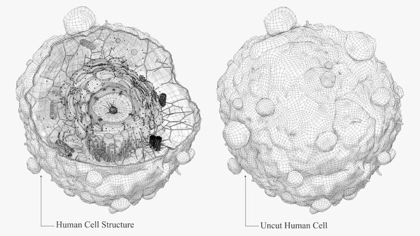 3D cancer cell nucleus model - TurboSquid 1464153