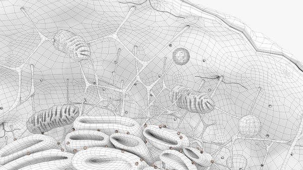 3D cancer cell nucleus model - TurboSquid 1464153