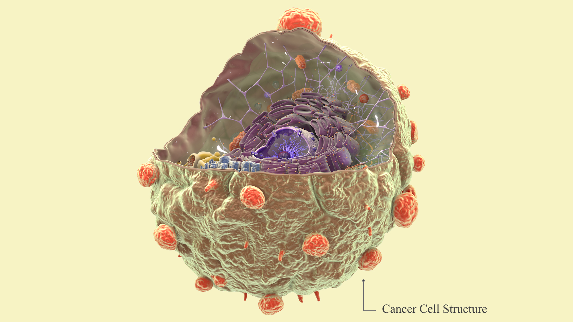 3D cancer cell nucleus model - TurboSquid 1464153