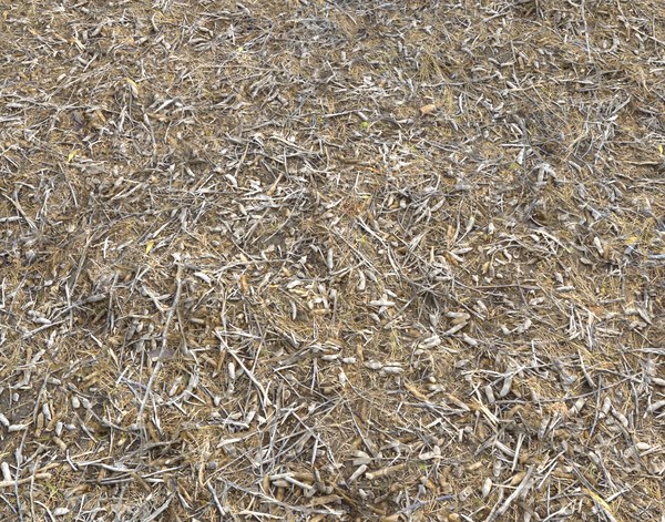 Texture PNG forest ground pbr