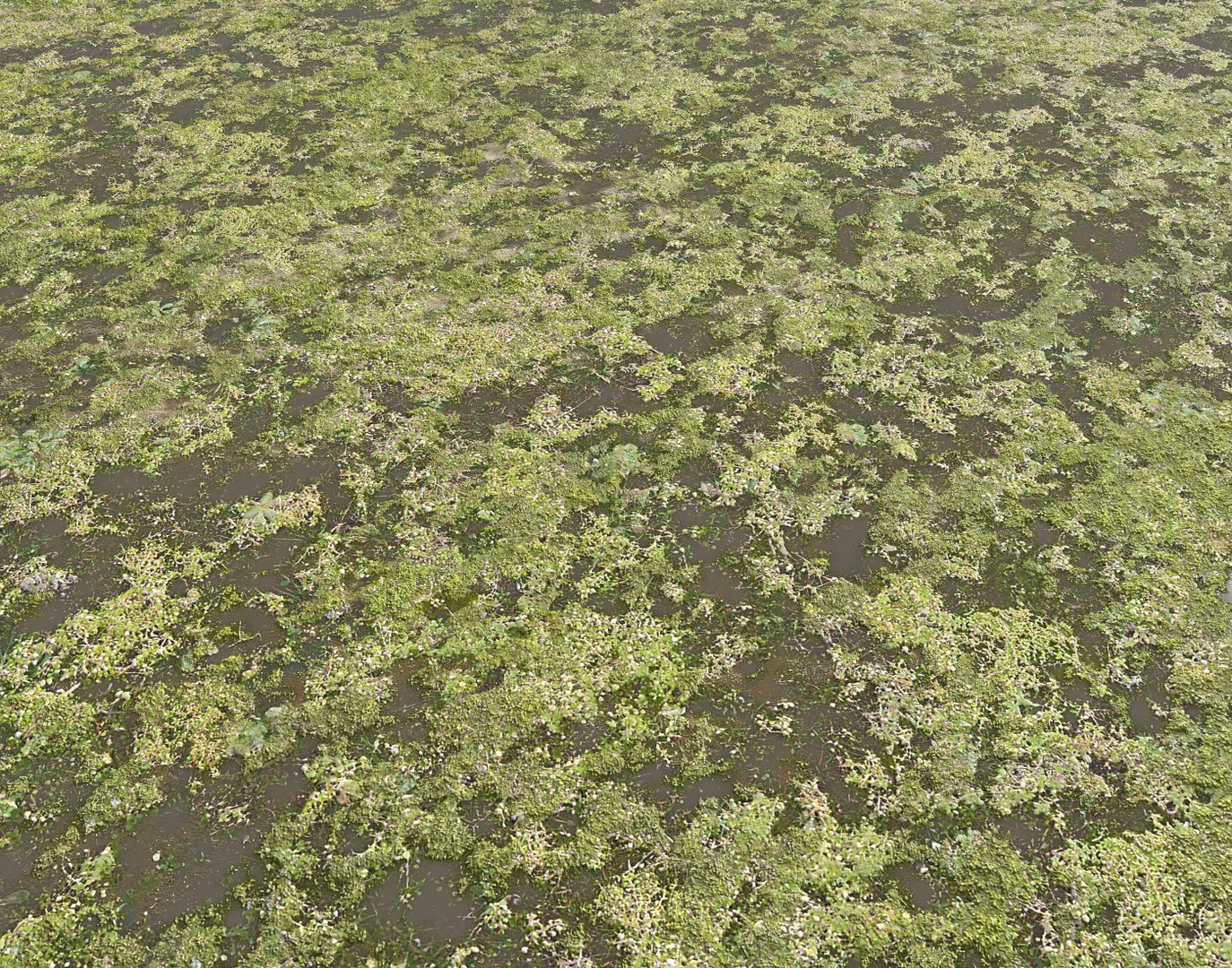 Texture PNG swamp ground pbr