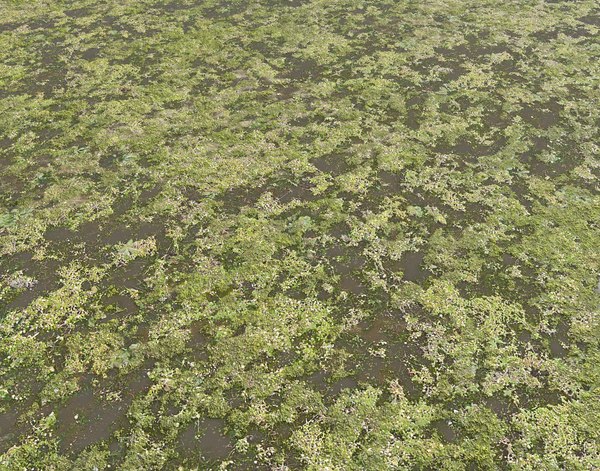 Swamp Grass Texture | ubicaciondepersonas.cdmx.gob.mx Swamp Grass Texture | ubicaciondepersonas.cdmx.gob.mx