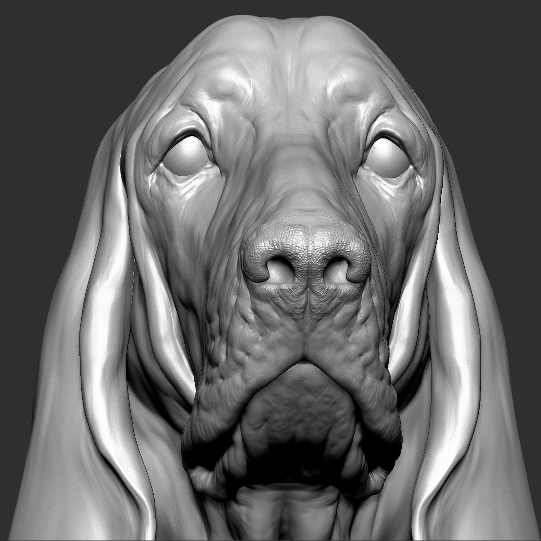 Basset hound dog vfx 3D model - TurboSquid 1464515