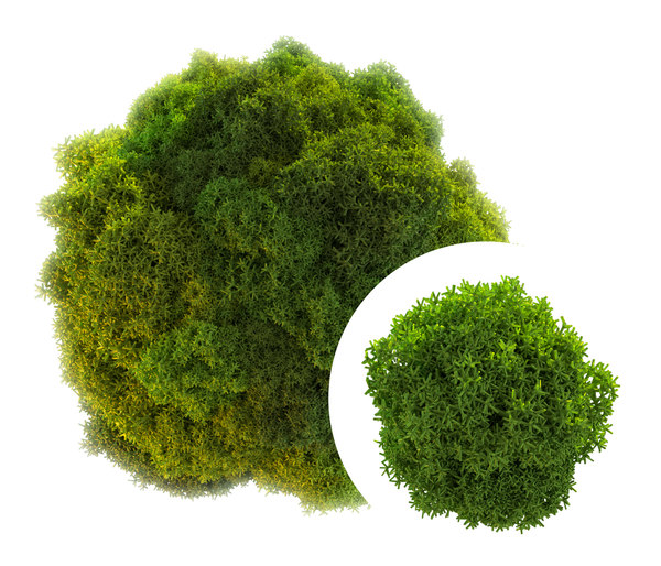 Moss 3D Models for Download | TurboSquid