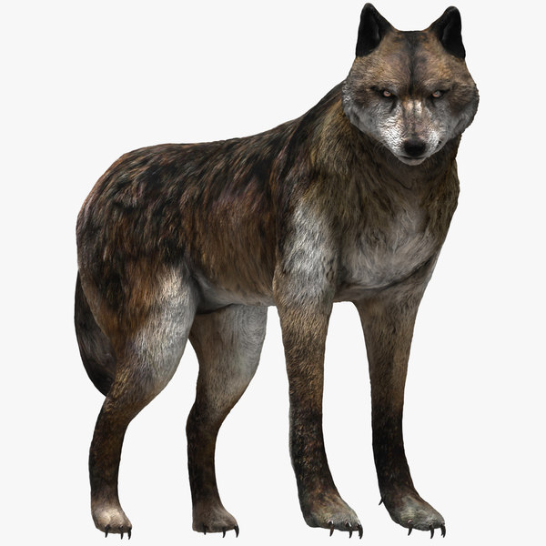 Wolf 3D Models for Download | TurboSquid