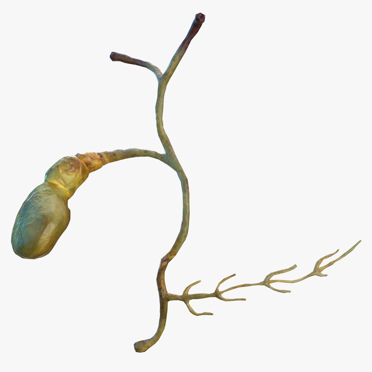 3D human gallbladder gall model - TurboSquid 1465089