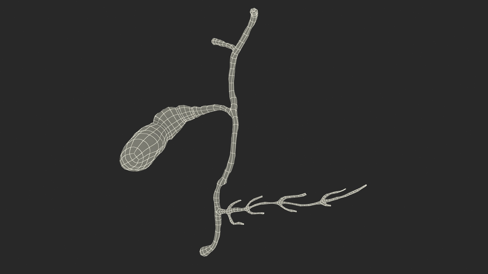 3D human gallbladder gall model - TurboSquid 1465089