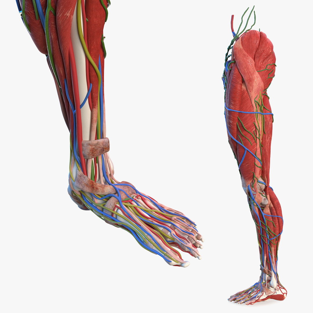 3D model male leg anatomy - TurboSquid 1465414
