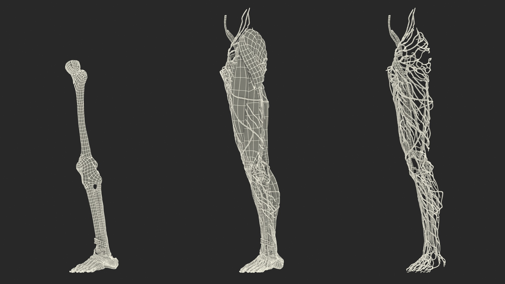 3D model male leg anatomy - TurboSquid 1465414