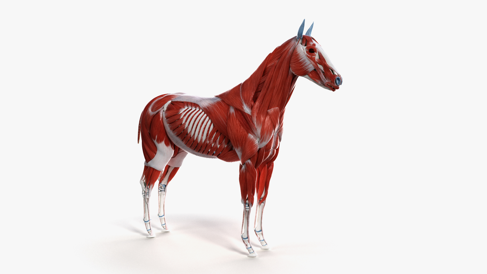 modèle 3D de Anatomie complète du cheval - TurboSquid 1465543