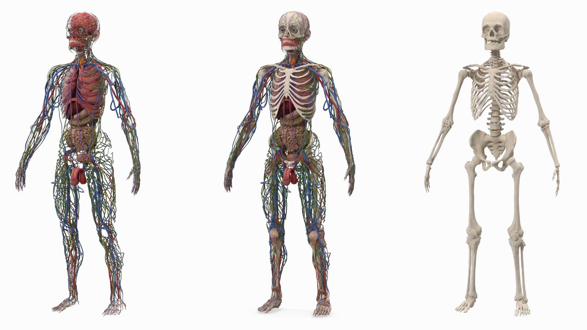 Male skeleton internal organs 3D - TurboSquid 1465677